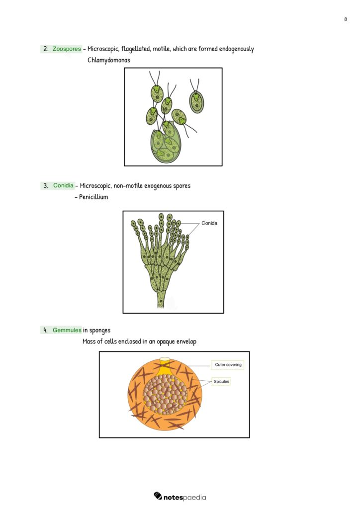 Biology Class XII NEET UG Notes