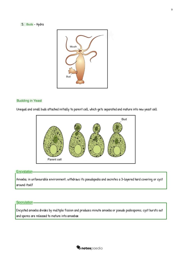 Biology Class XII NEET UG Notes