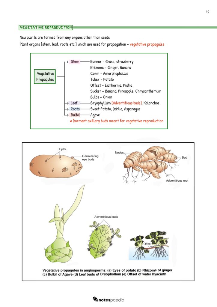 Biology Class XII NEET UG Notes